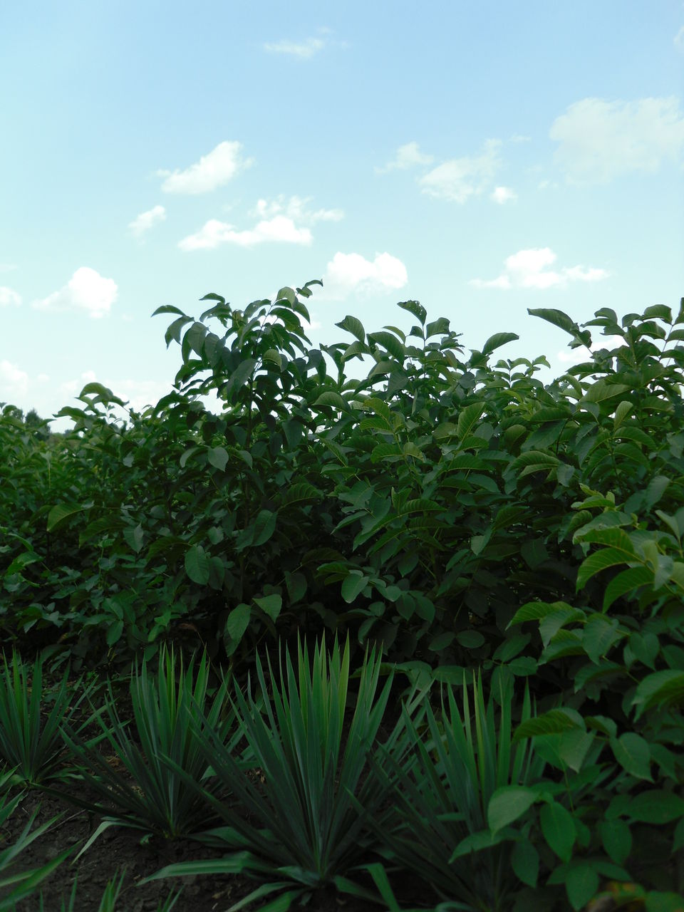 Vind copaci de alun,corn,calina,nuc,tei,precum si copaci fructifieri de ...