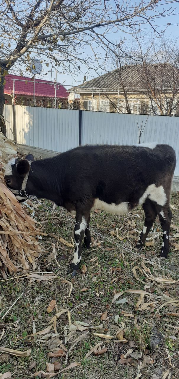 Vînd jițicâ de 9luni de la vacâ bunâ!!!