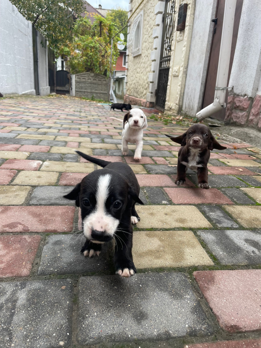 Cocker Spaniel/Jack russel terrier