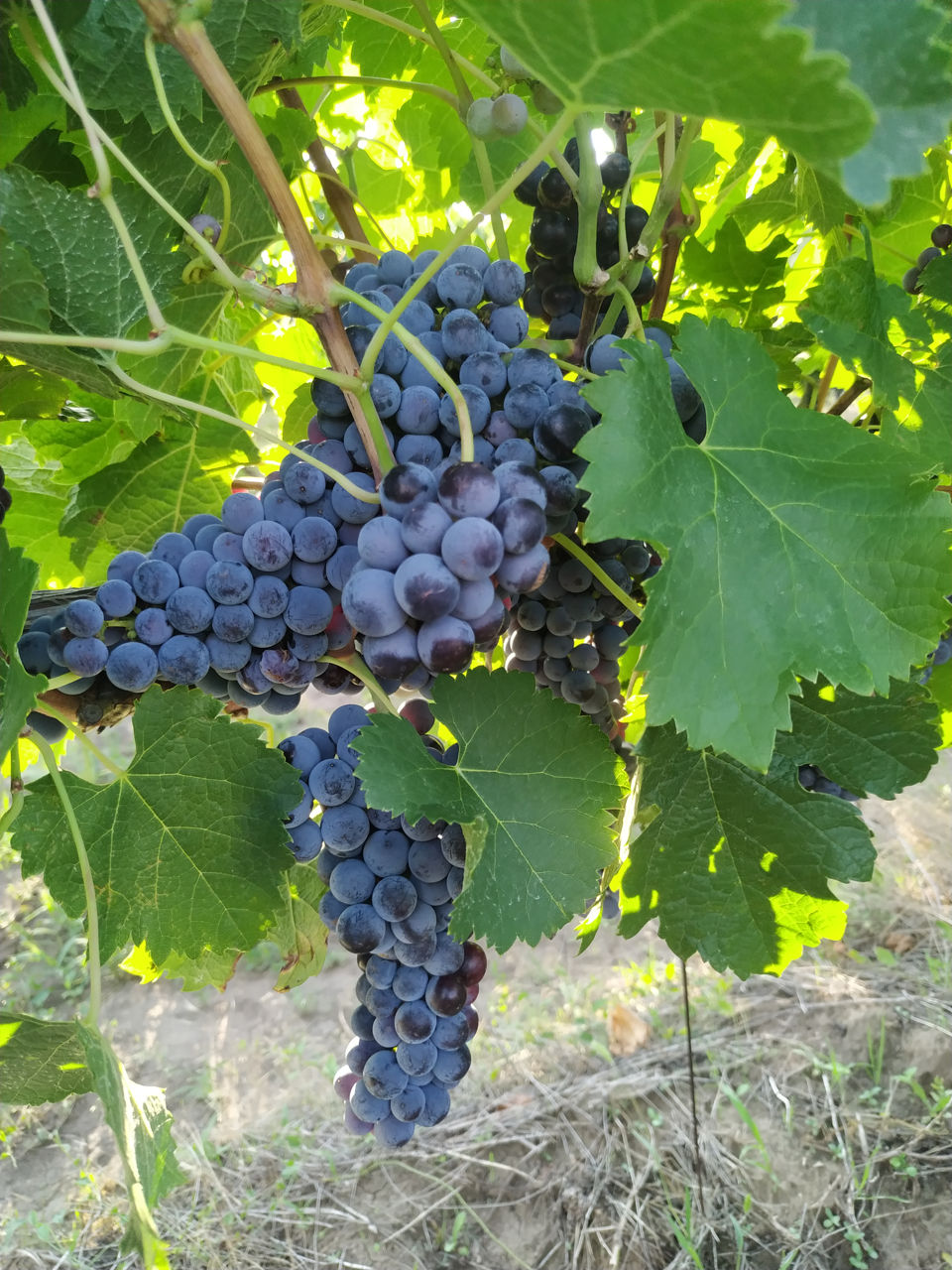 Vindem must din struguri Merlot