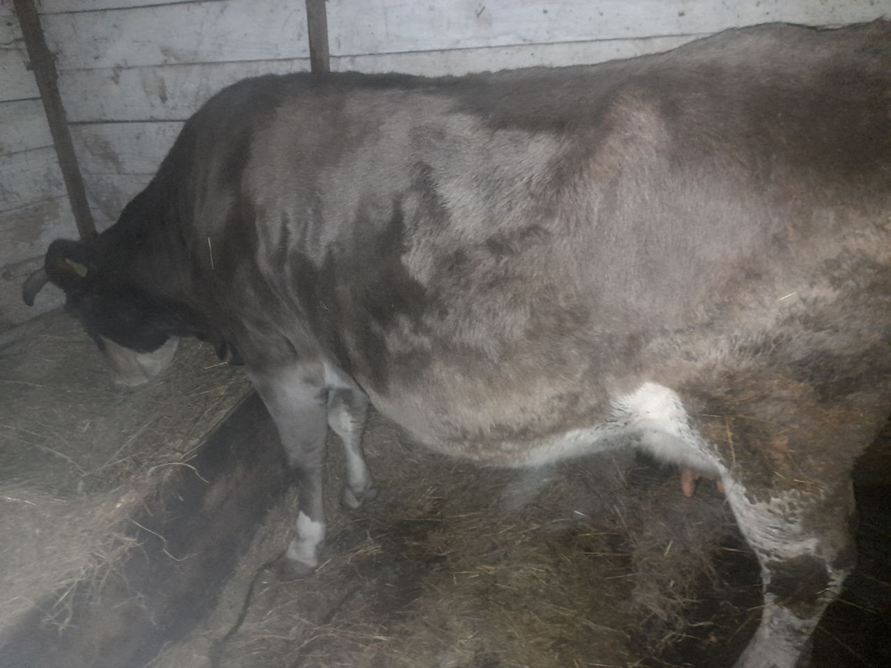 Vind 2 vaci bune de lapte