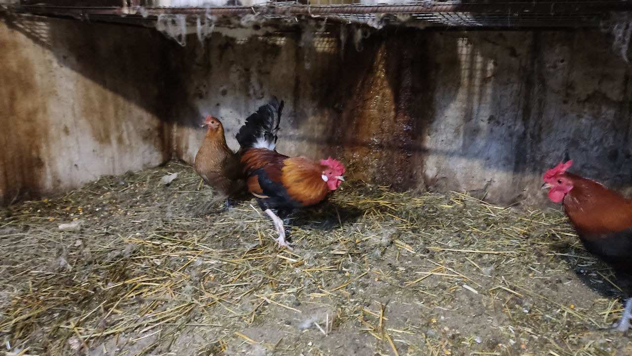 Găini și cocoș grecești