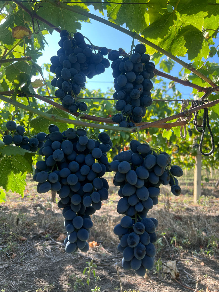 Vind poama Moldova , pentru vin