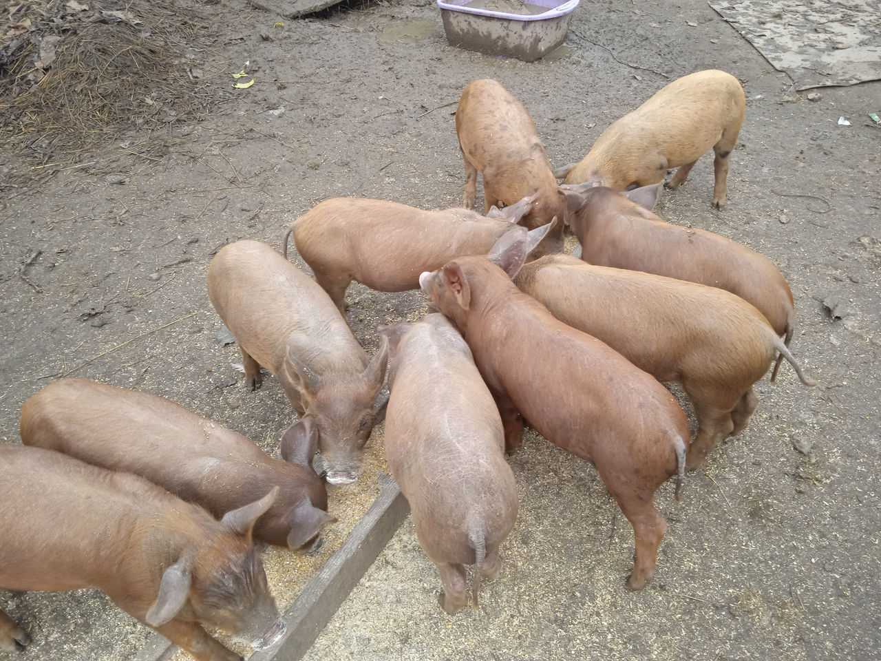 Vînd purcei de rasă Diureoc cu Petrean