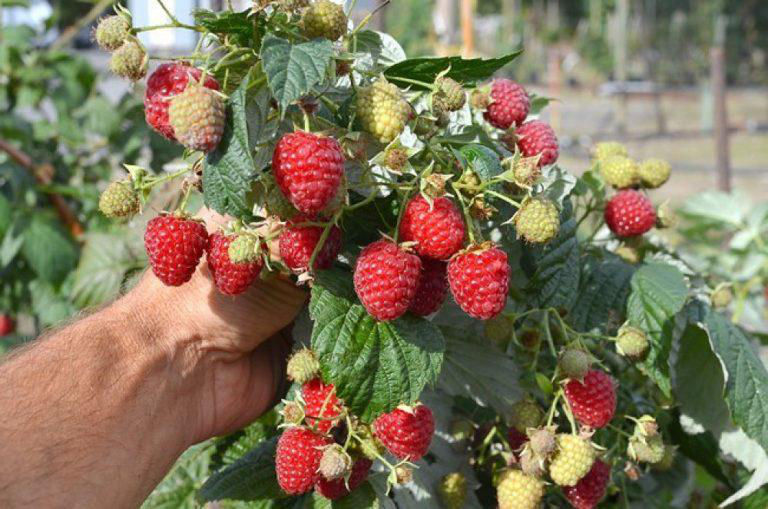 Puieti de Zmeura ,, Cusma lui Guguta'' 1 leu bucata