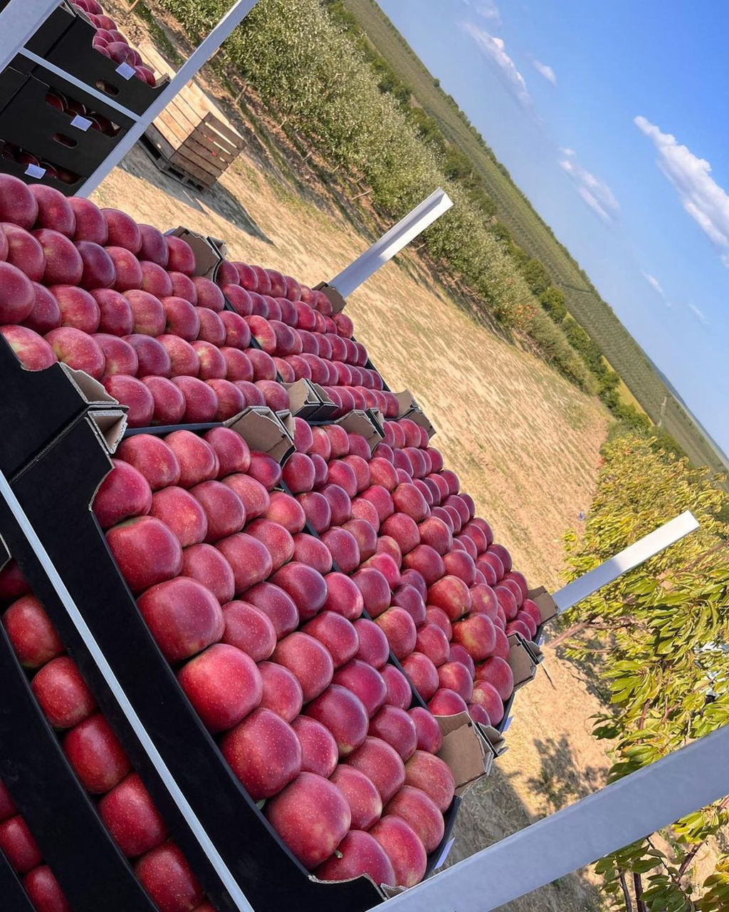 Copaci de mere GALA DARK BARON-Mm26, CIORNII PRINT , Si diferitți ...