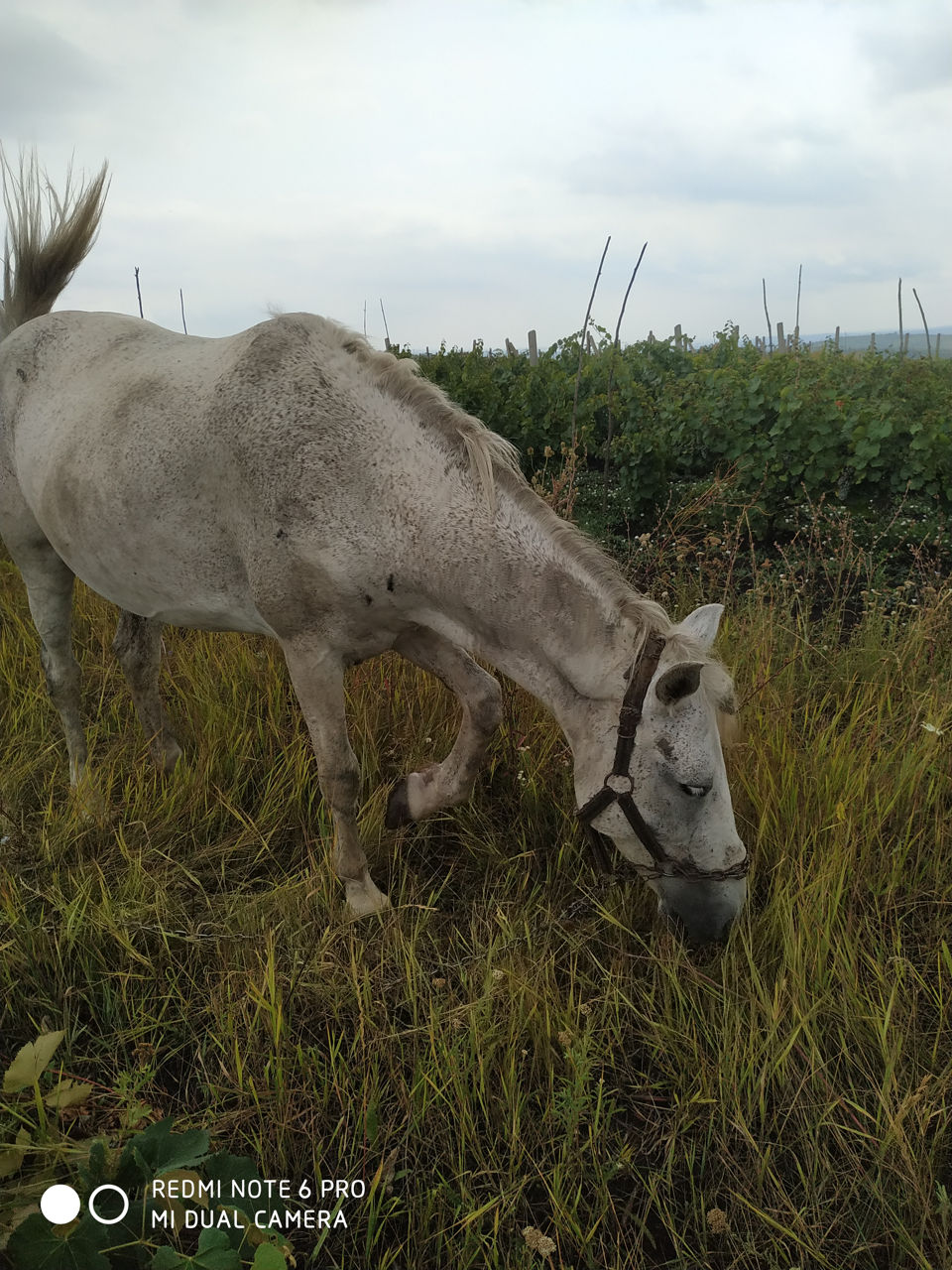 Se vinde o iapă bună