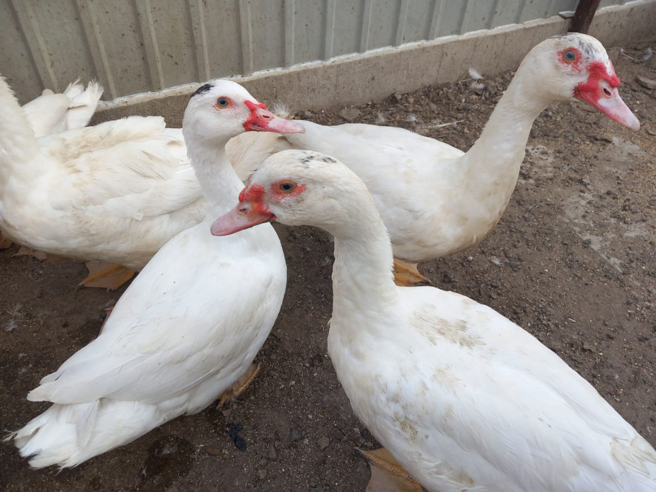 Se vind rati mute albe de rasa