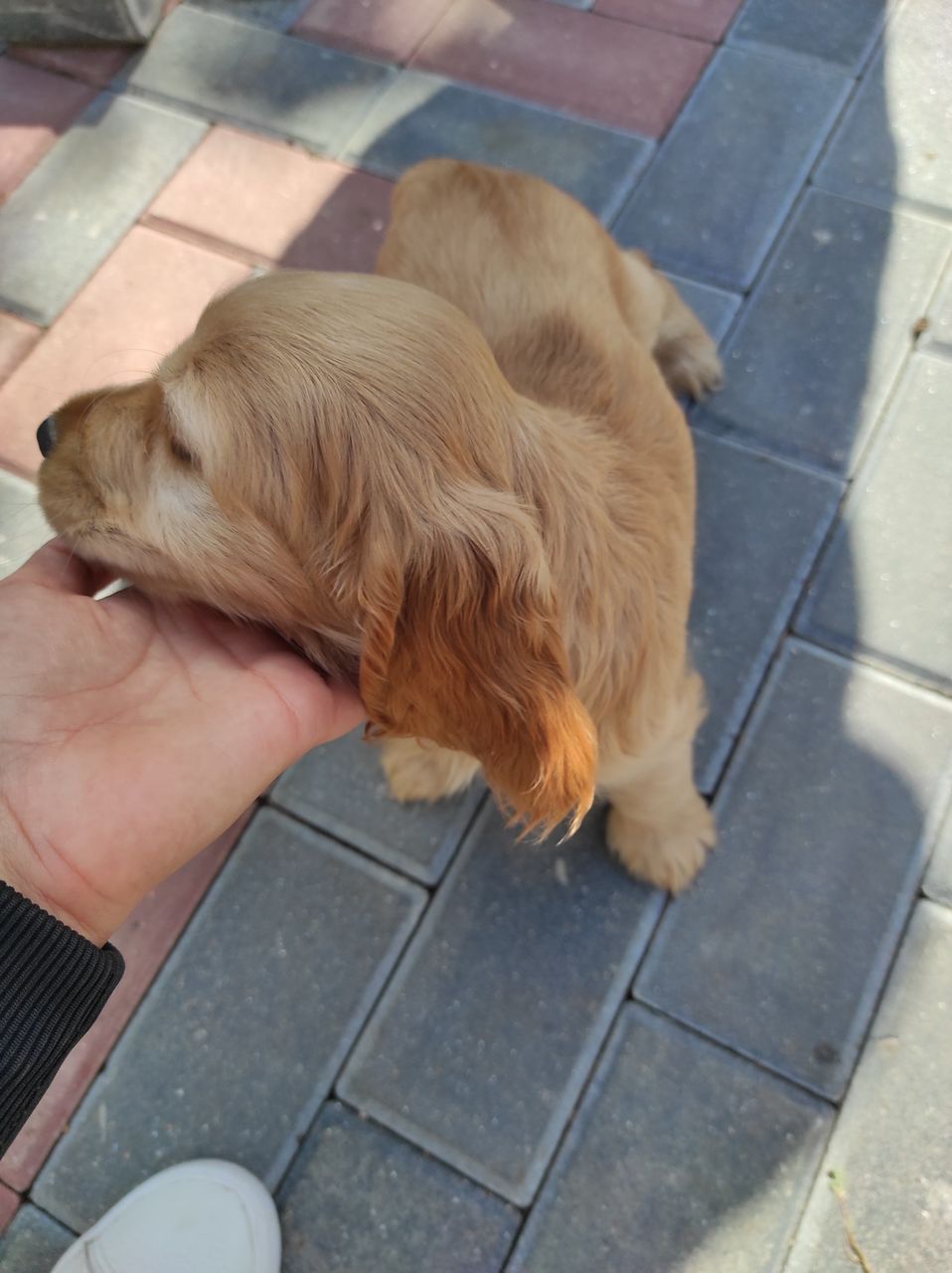 Cocker spaniel (englez)