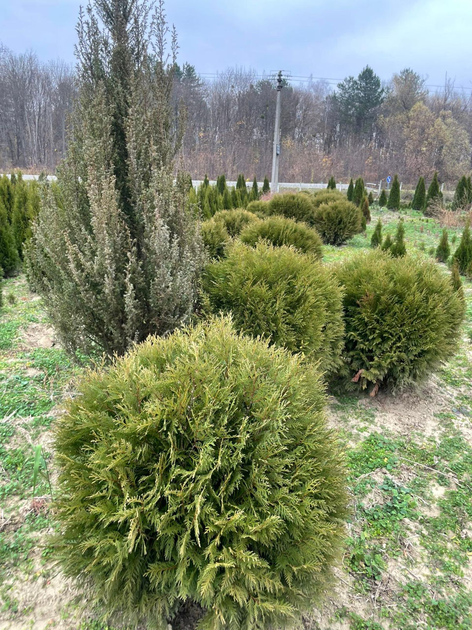 Arbori decorativi crescuti in Moldova la 10 km de la Chisinau.Thuja ...