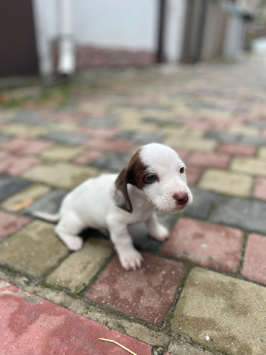 Cocker Spaniel/Jack russel terrier