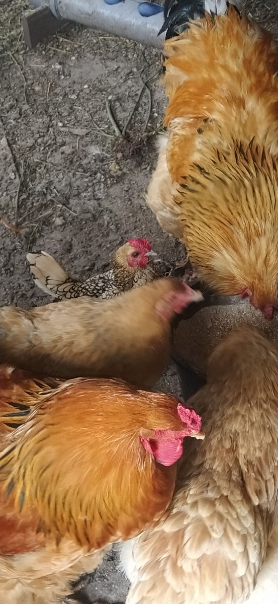 Puisori brama, viandot, de 7 zile si de o lună ouă pentru incubare