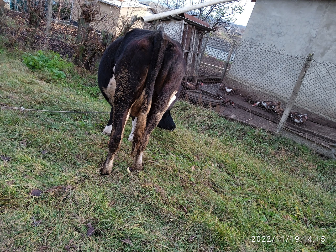 Se vinde vaca buna de lapte
