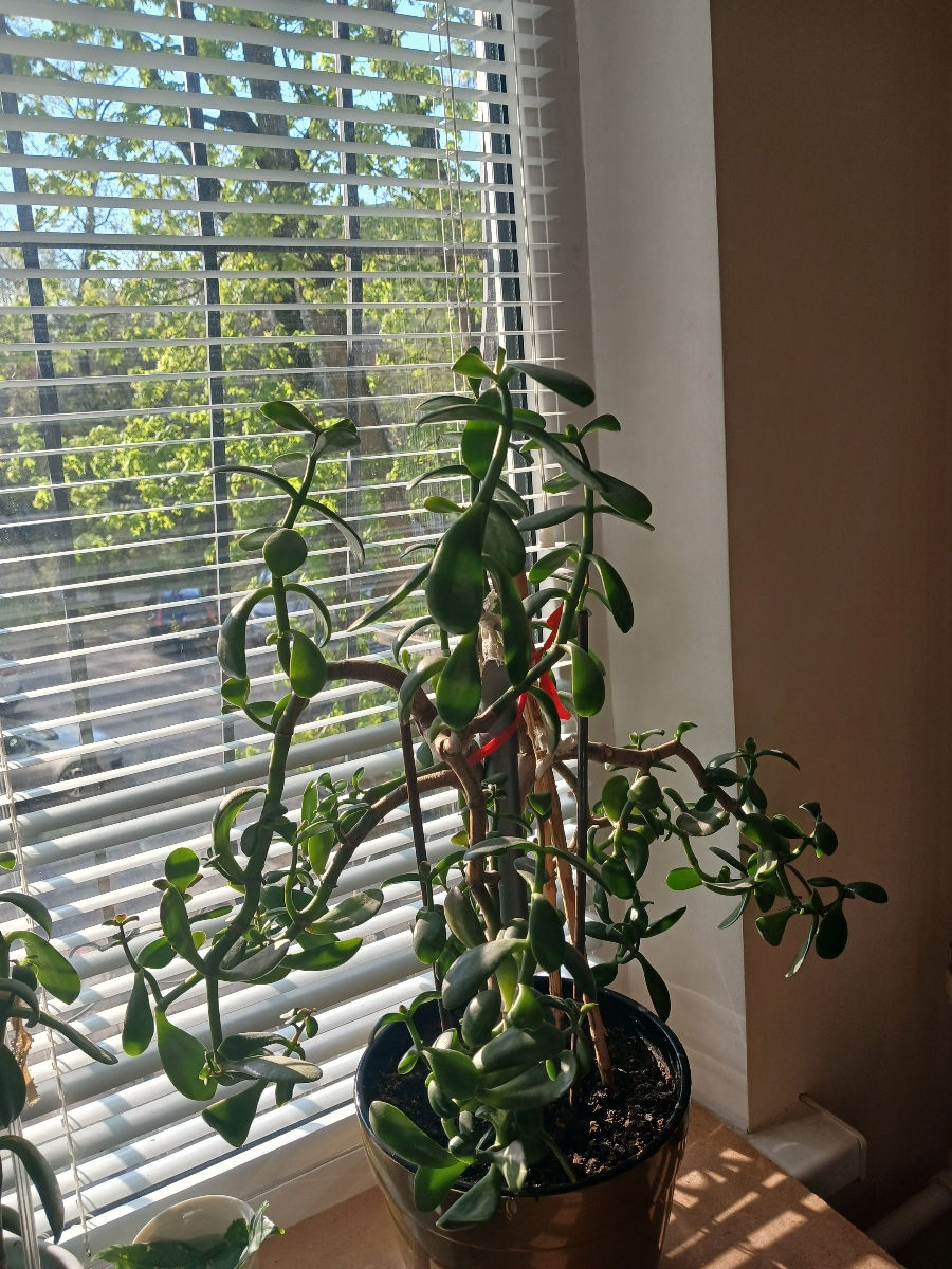 Vând floarea banului