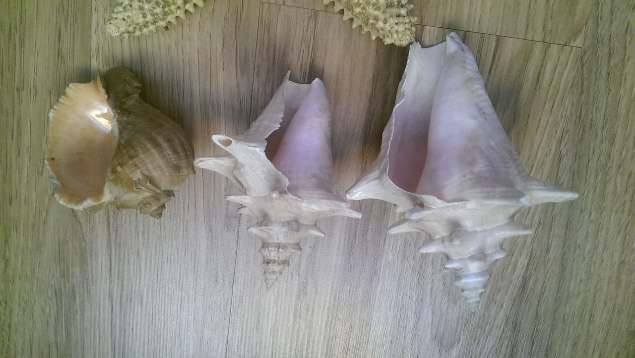 раковины