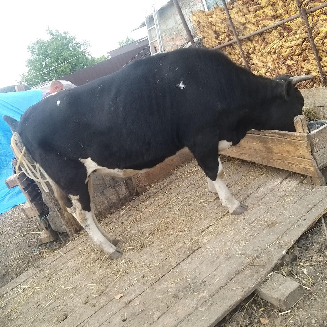 Vind vitica de 1 an jumatate