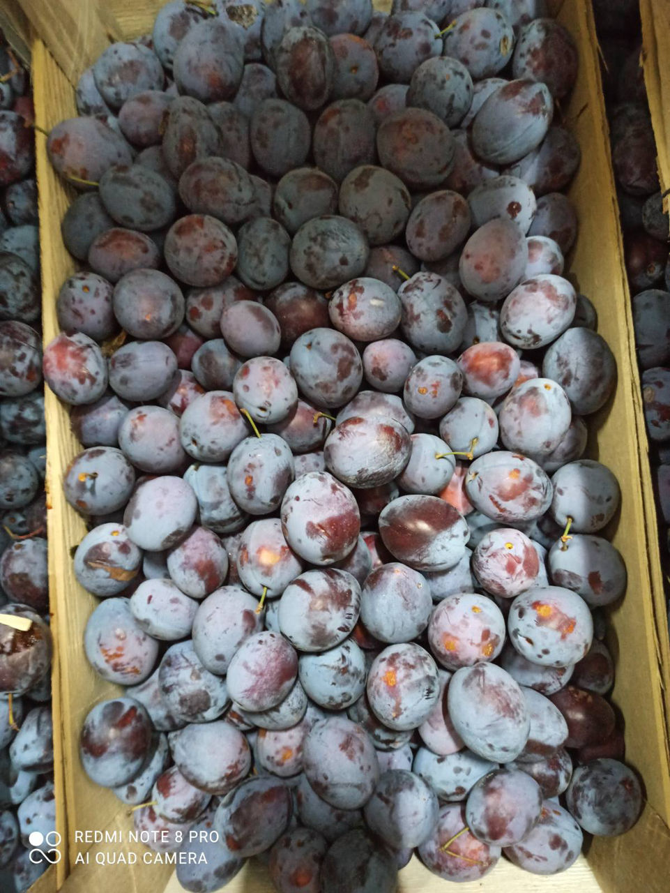 Vind pruna President și Stanley 100t+