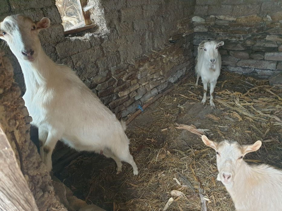 Vind urgent trei caprite tinere sanen de saminta