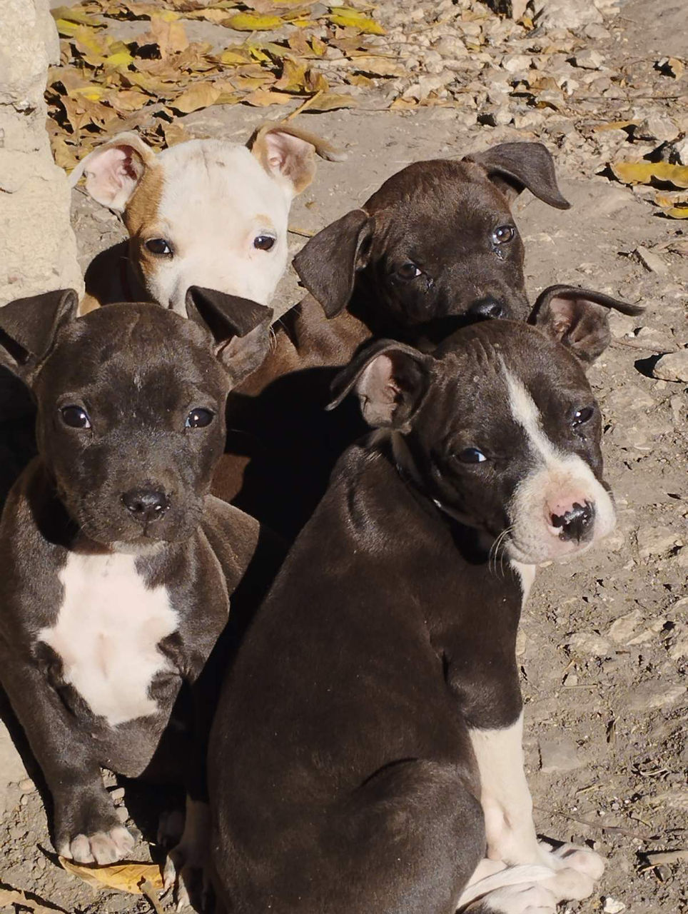 Vînd cateluse de pidbull