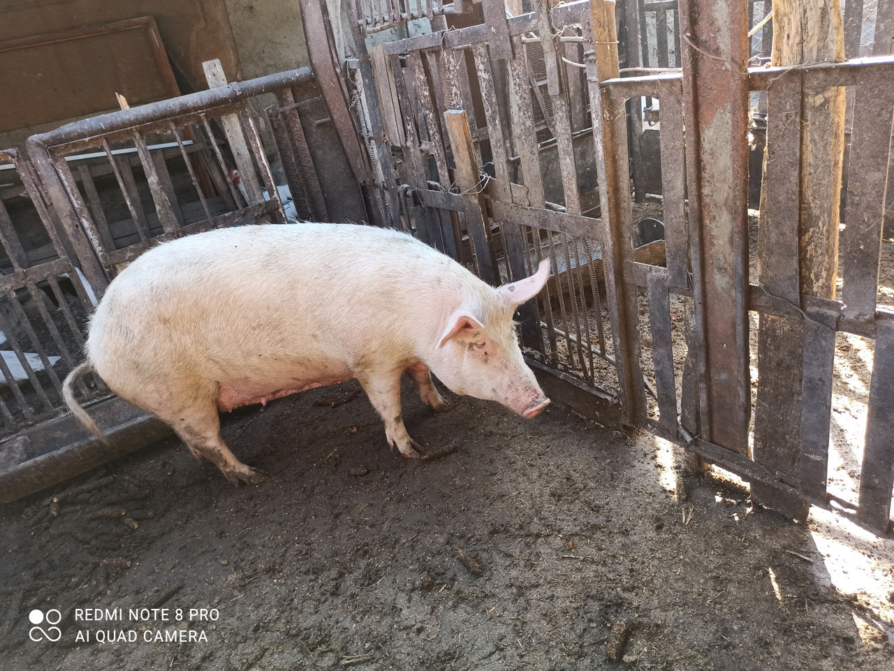 Vind porc crescut în condiții de casă