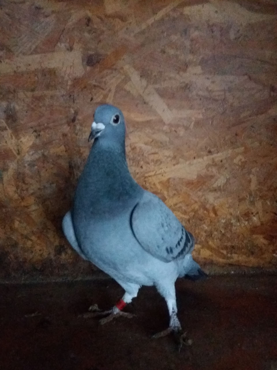 Voiajori postasi germani