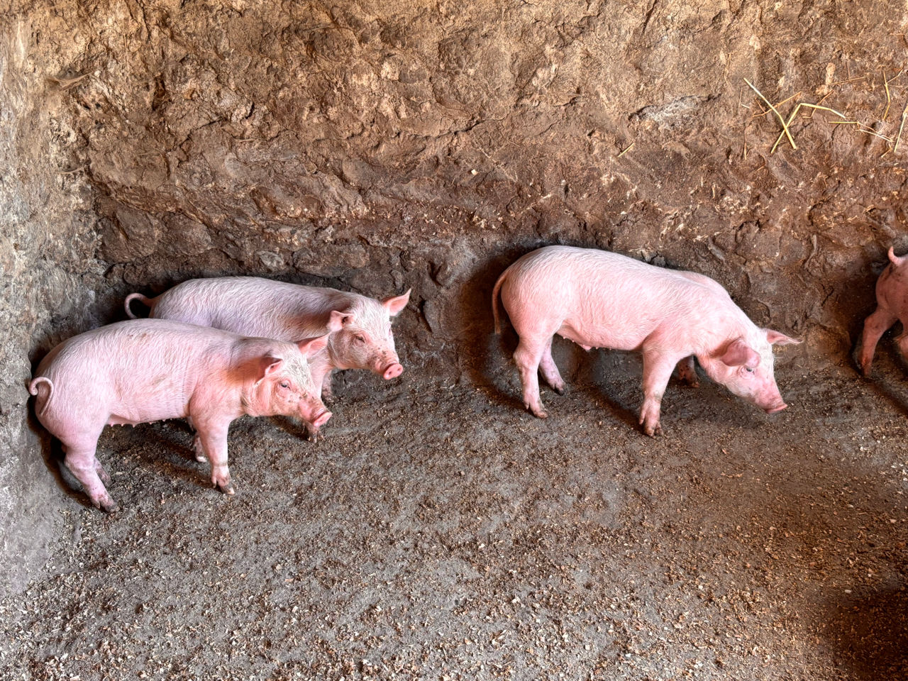 Vând purcei de casă