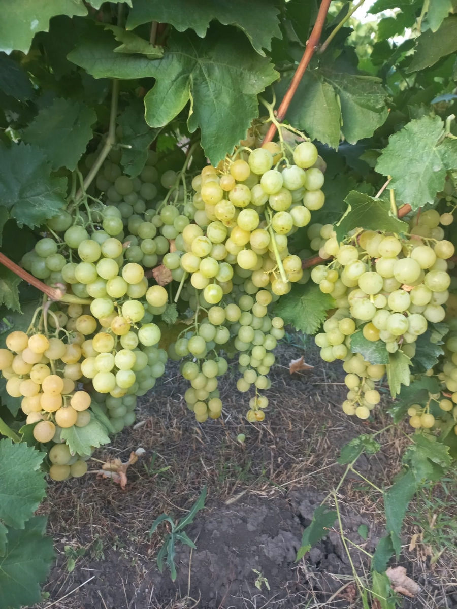 Poama muscat Iantarnii la vin