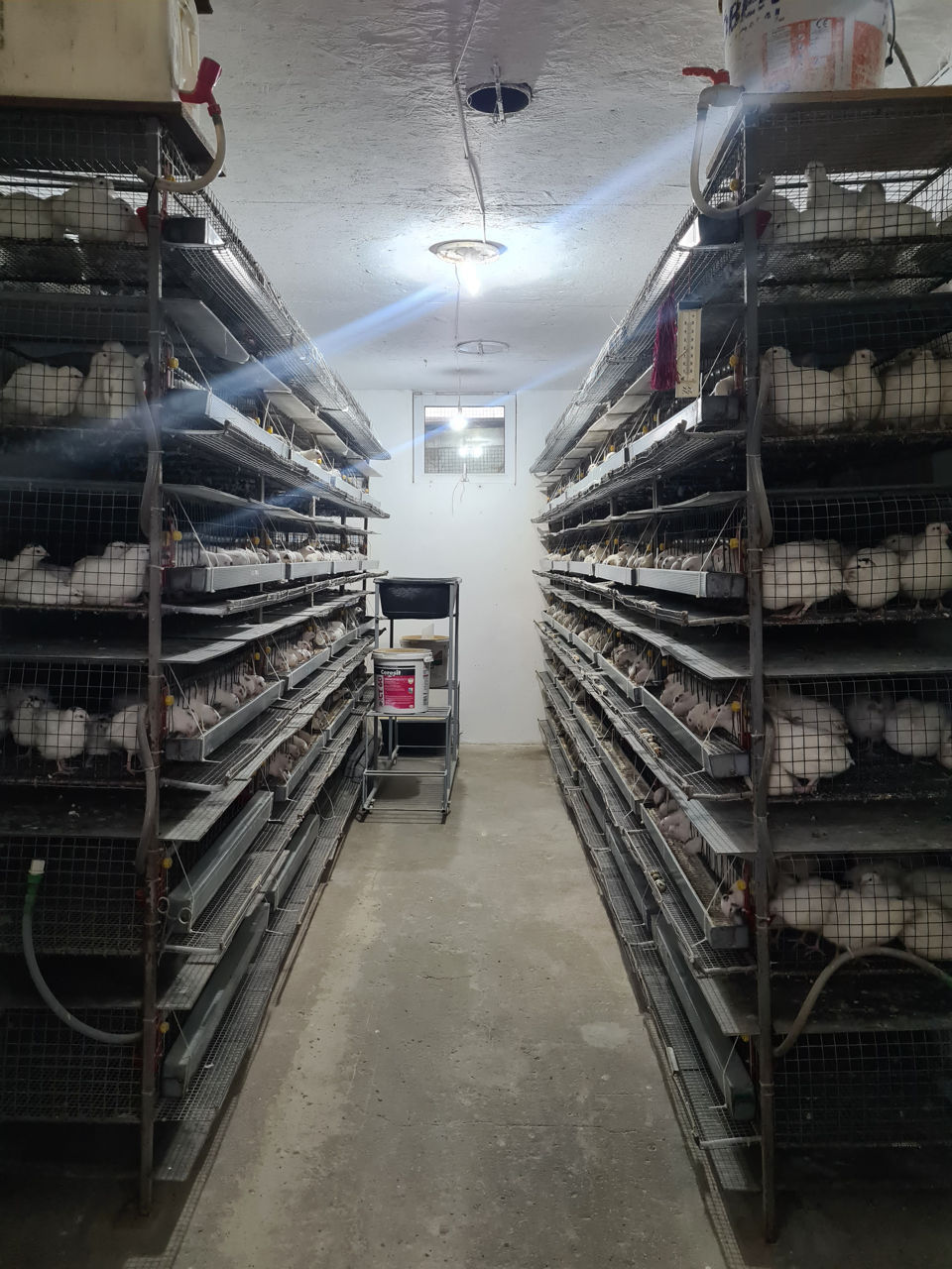 Vind oua de prepelite alimentare