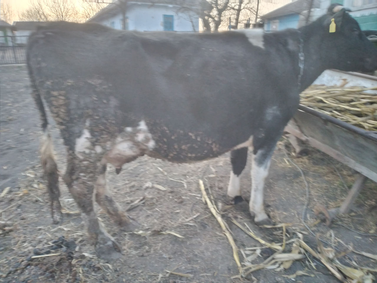 Vind vaca buna de lapte