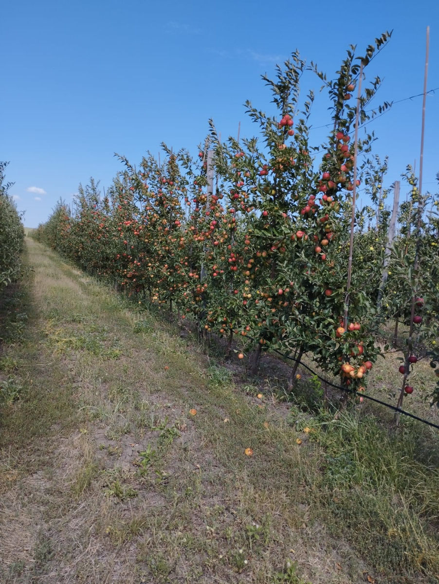 Vând mere Gala Must