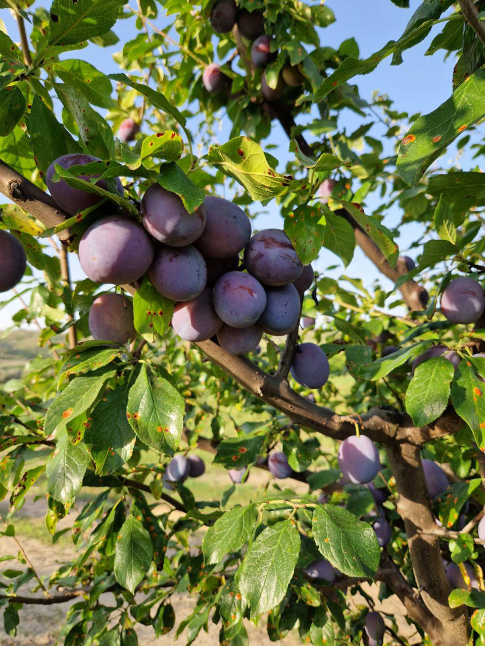 Продам сливу оптом, урожай 2022 года, удлинённая и президент