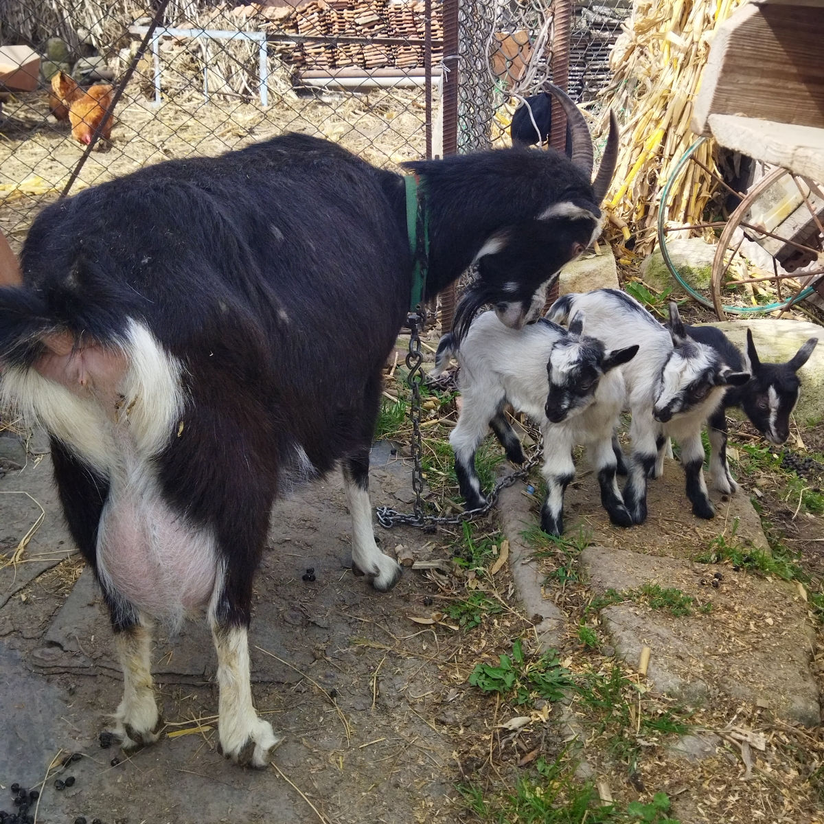 Vind capre cu trei ezi