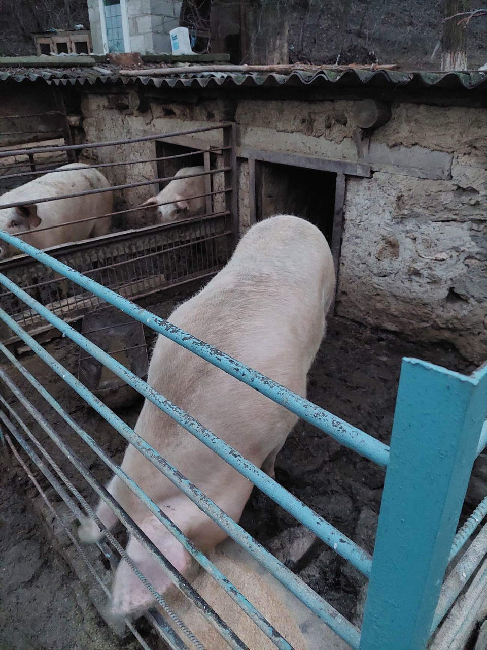 Vând porc crescut cu pâine