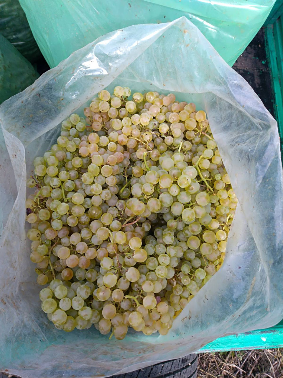 Poama pentru vin aligote foarte buna in poze se vede direct de pe cimp ...