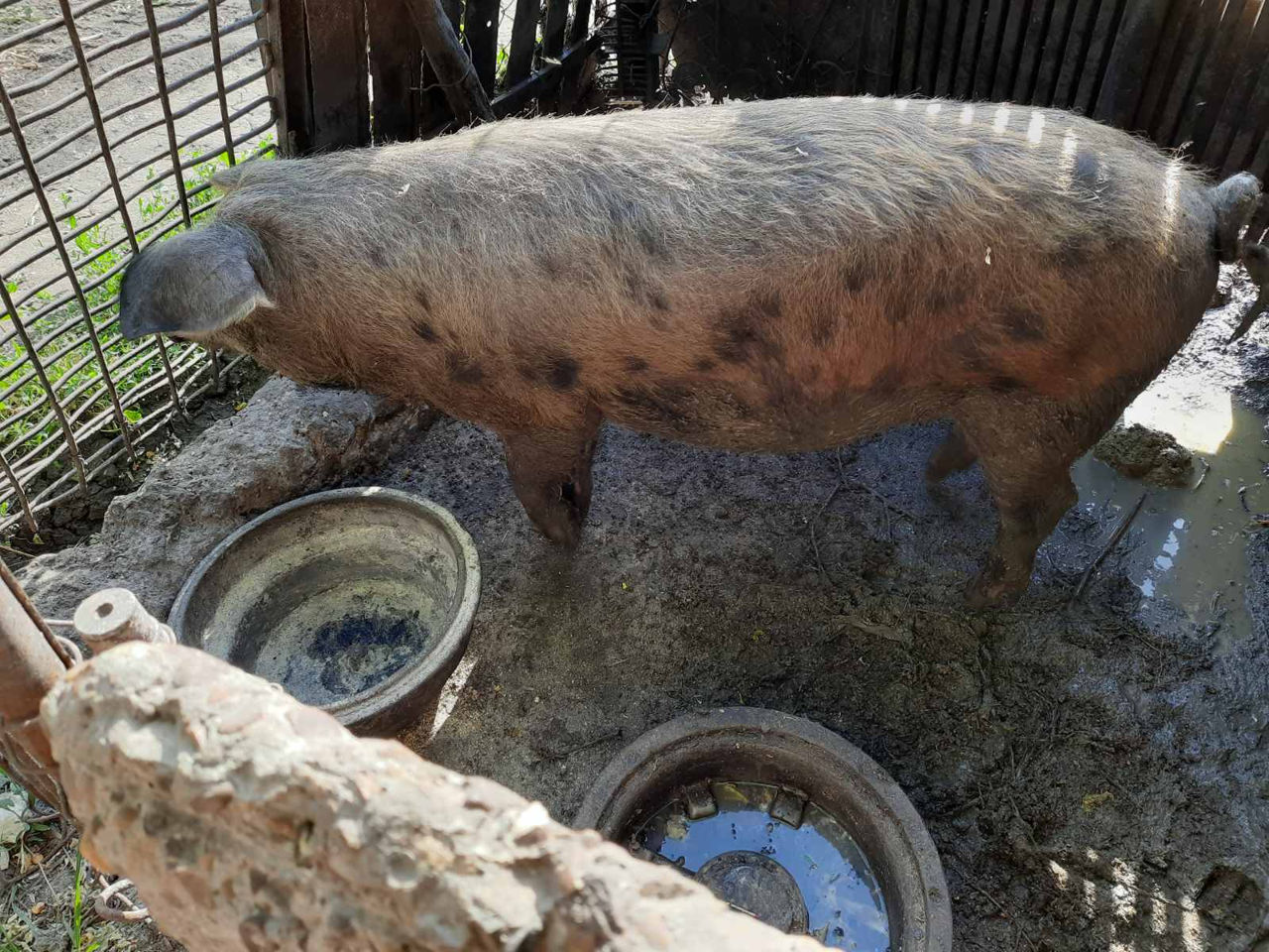 Vind 2 porci de rasa de carne 90- 100kg.