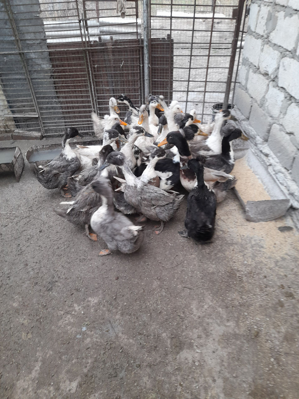 Vând ouă de rață