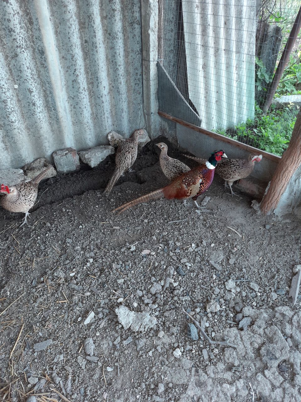 Vînd fazani (mascul, femelă) 270 lei