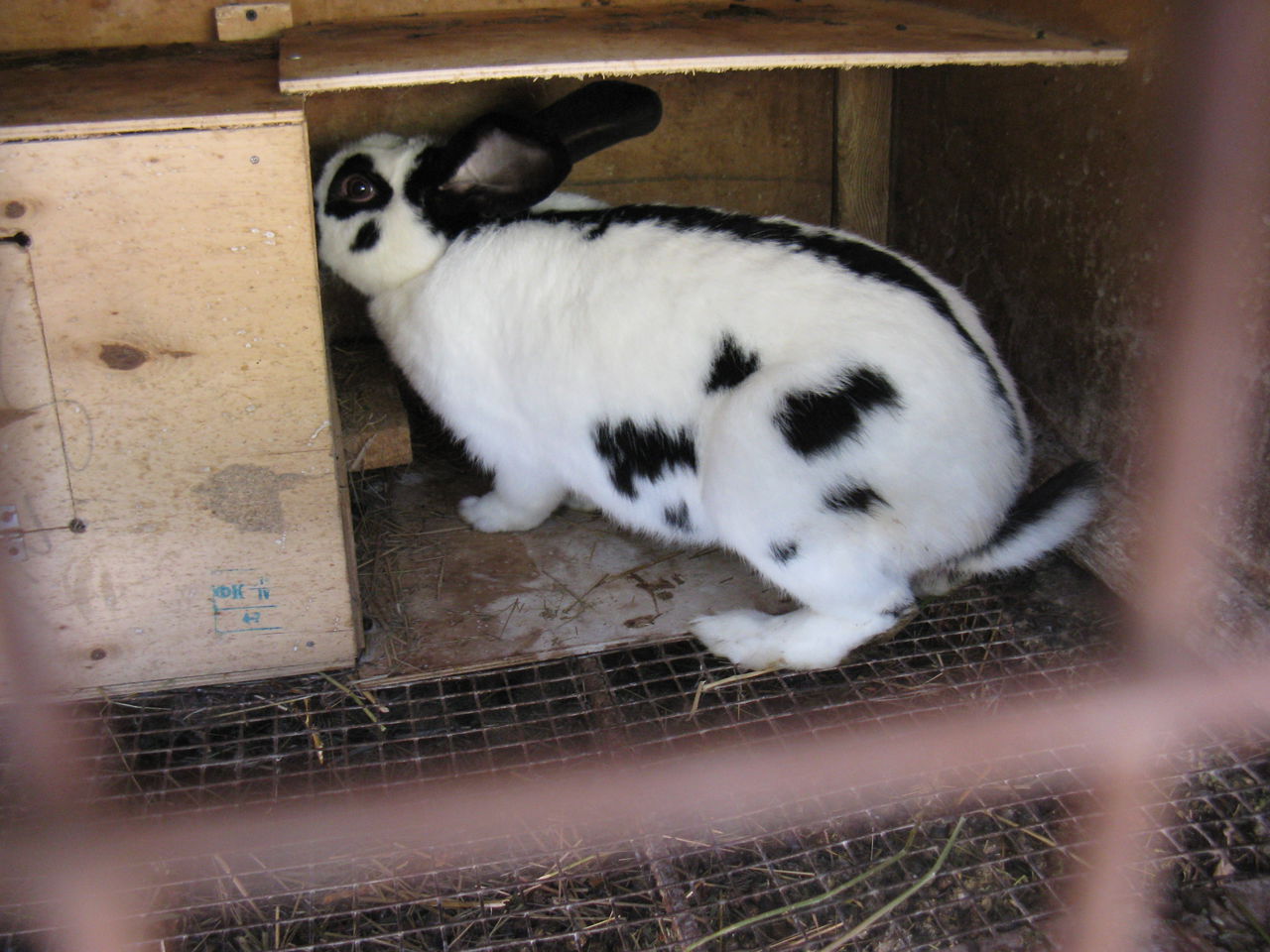 vind iepuri fluture german