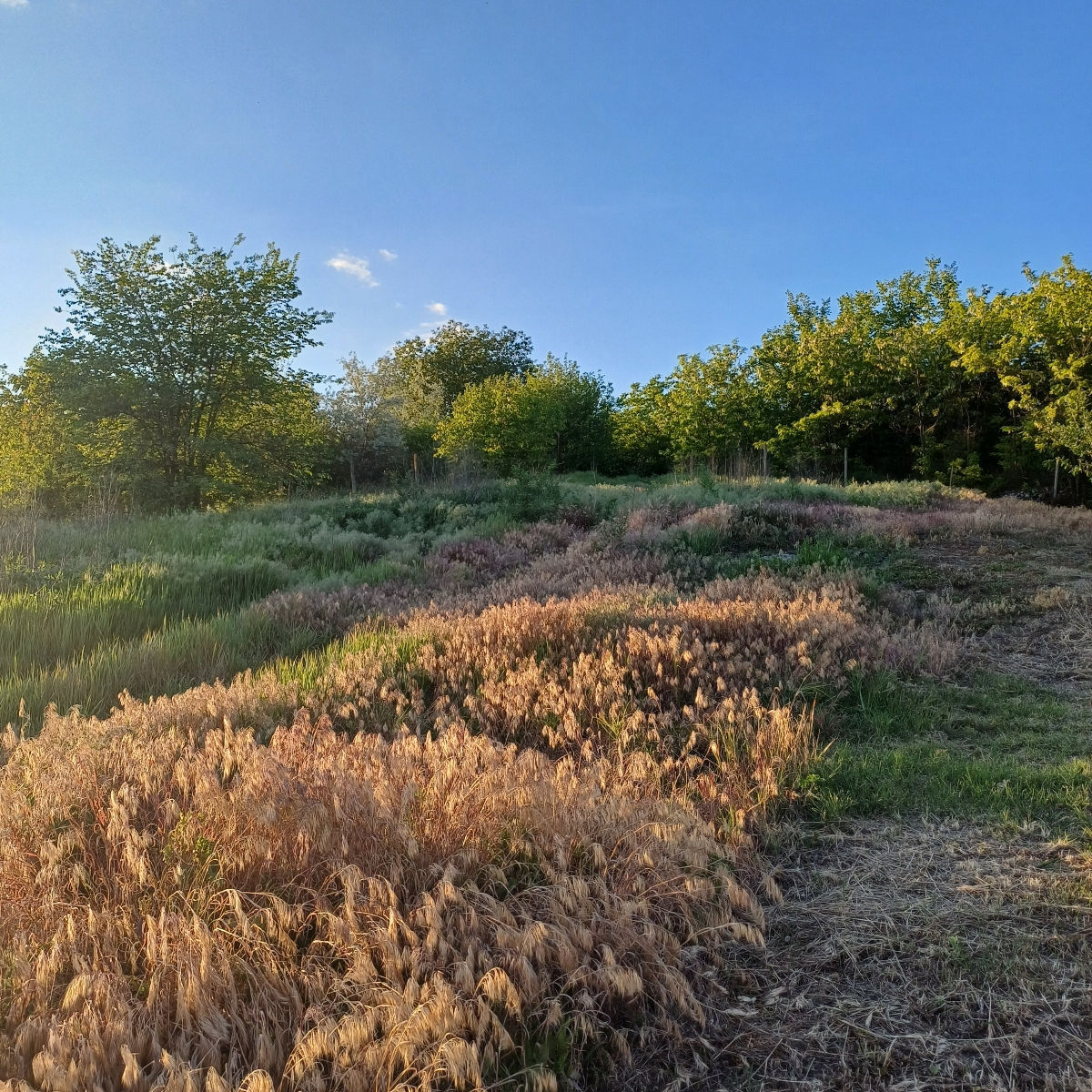Teren de vânzare în inima naturii (pădure)– ideal pentru refugiu ...