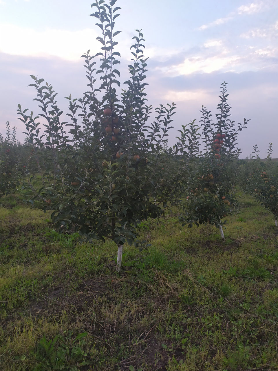 Vindem mere Gala-Max