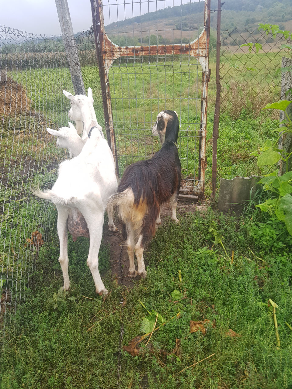 Vind capre de rasă pură Saanen si lamancea. 200 euro de cap