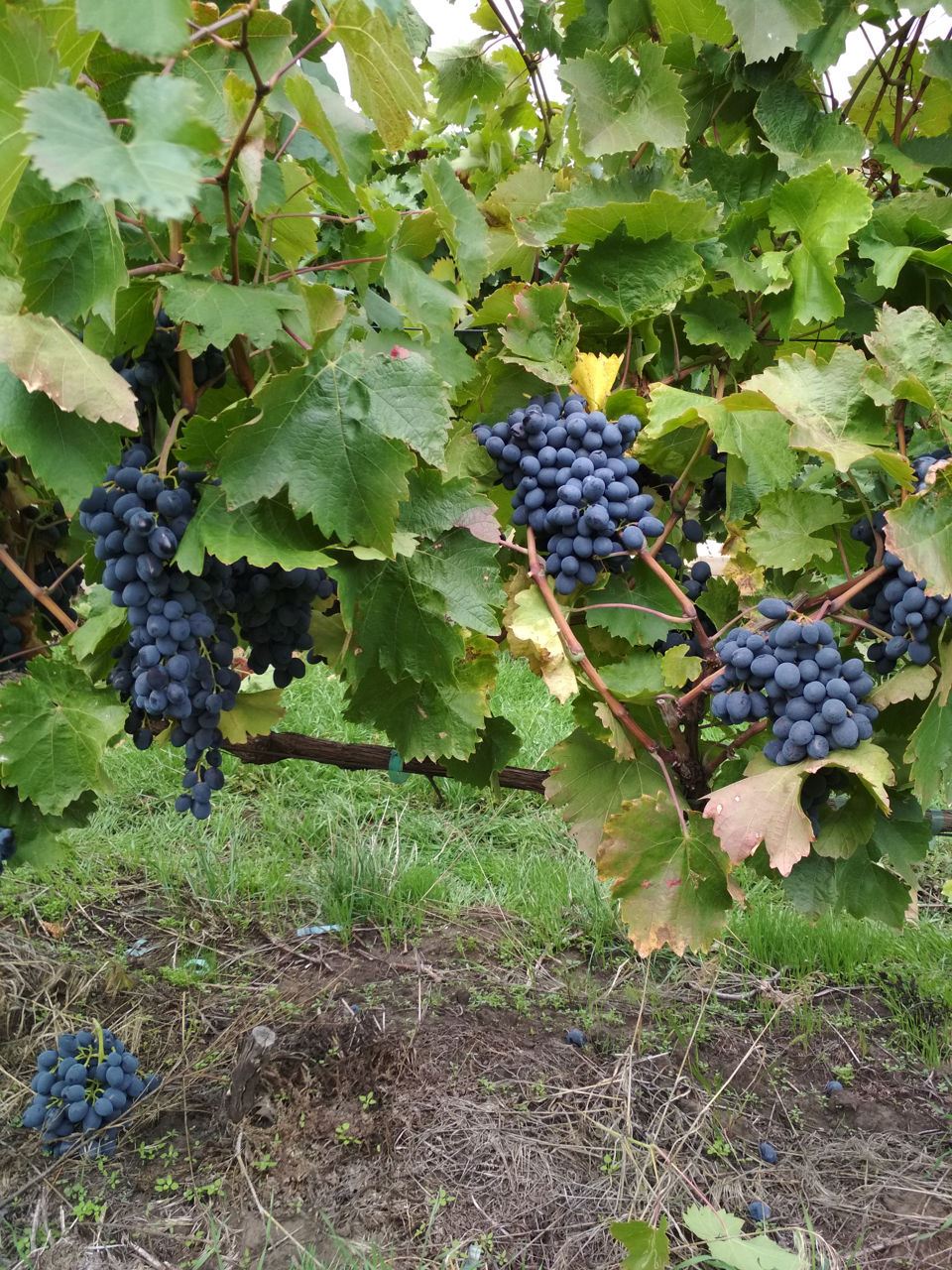 Struguri moldova la vin