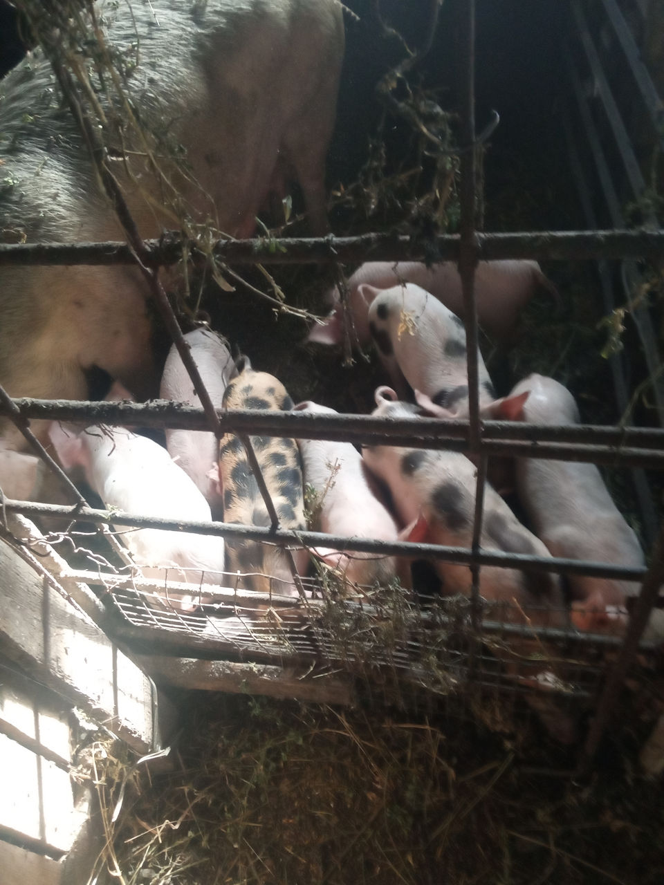 Vind purcei fete landras cu petroven preț 1000 bucata