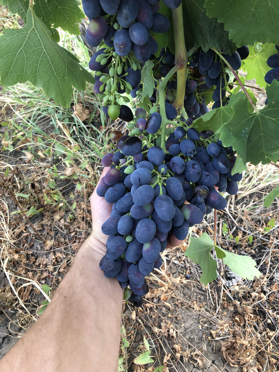 Struguri codreanca la vin in jur de 2 tone