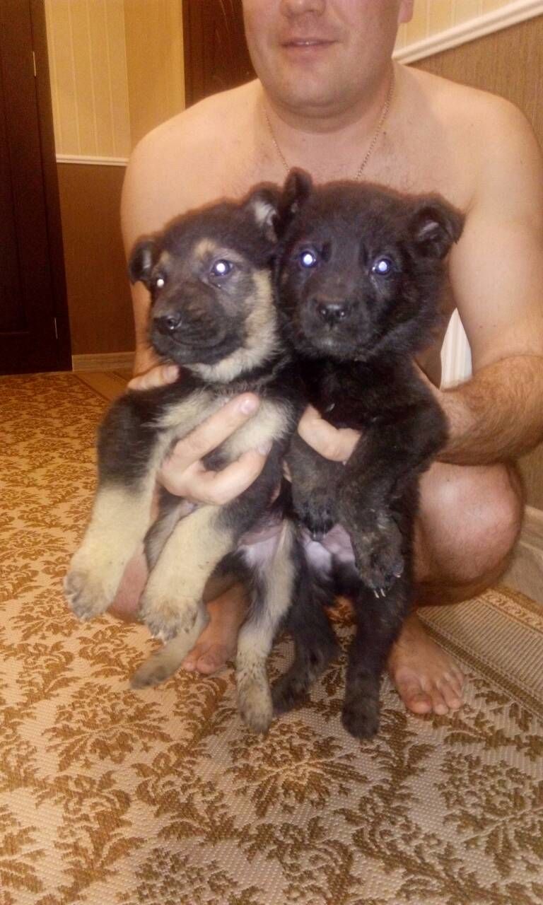 Vind catelusi de rasa восточьно-европейская