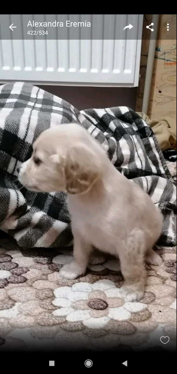 Vând câini rasa Cocker Spaniel ( cățeluși)