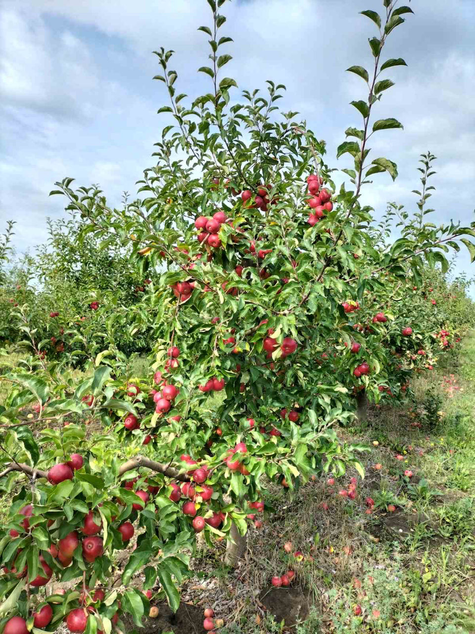 Vindem mere prima!!!