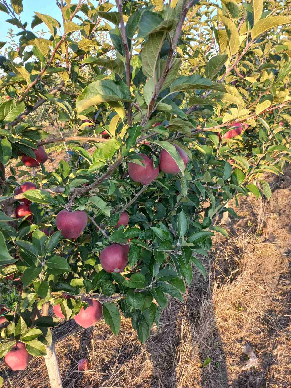 Vindem mere Red Welox, Red Jonaprince, Generos, Gala