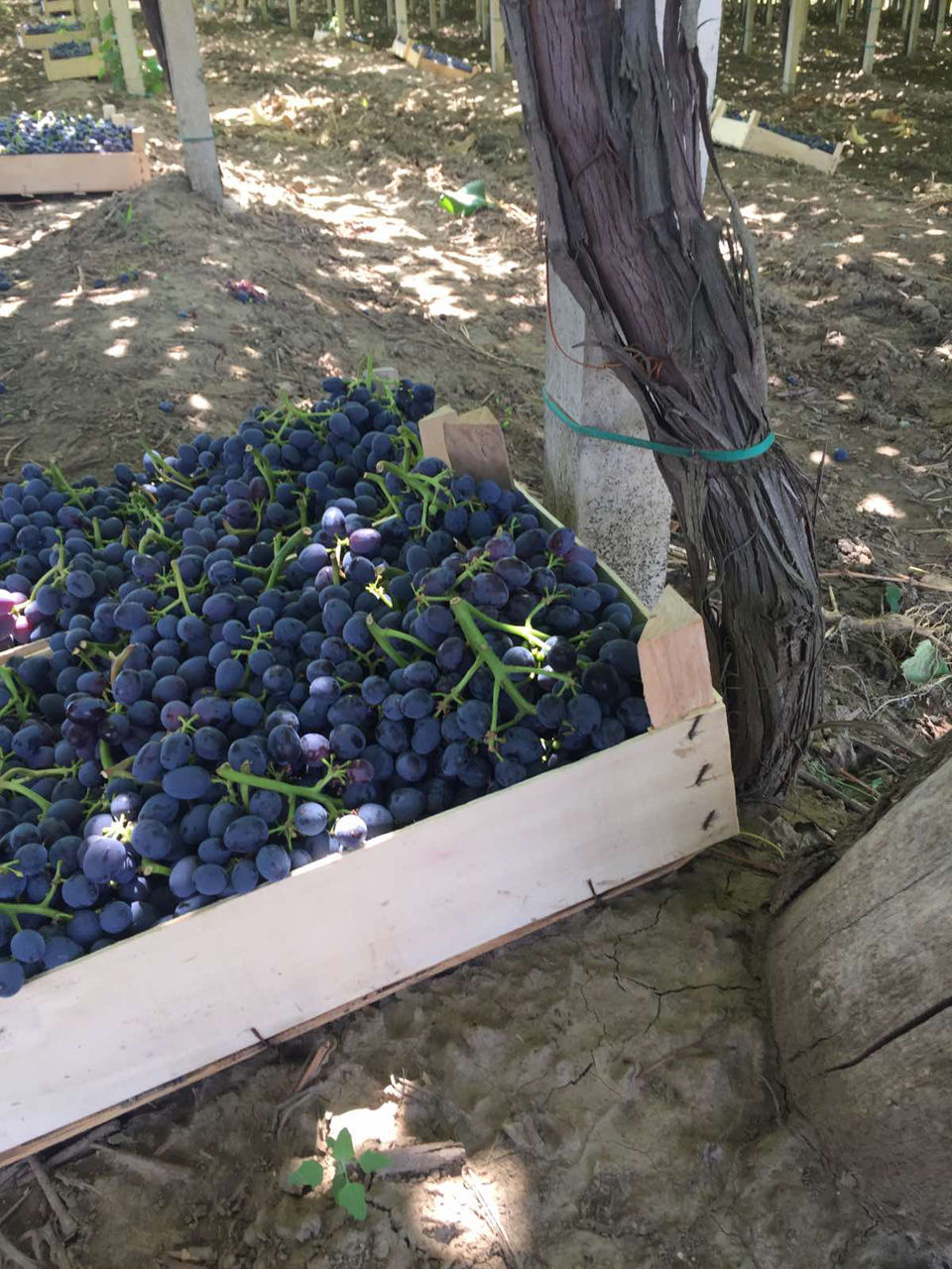 Vind struguri jupiter