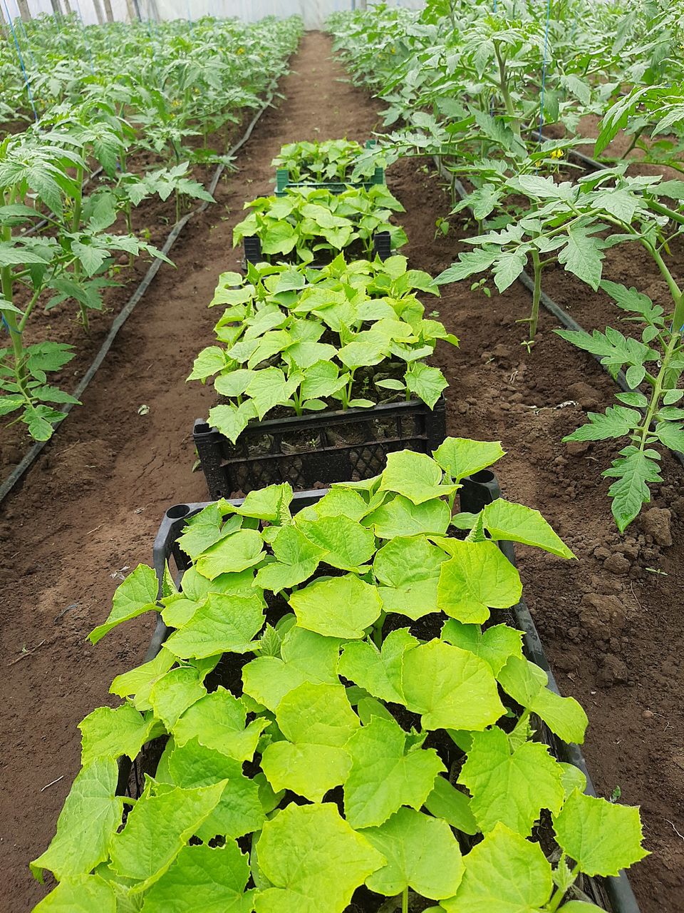 Rasad de rosii TOLSTOI F1 si castraveți Rodniciok